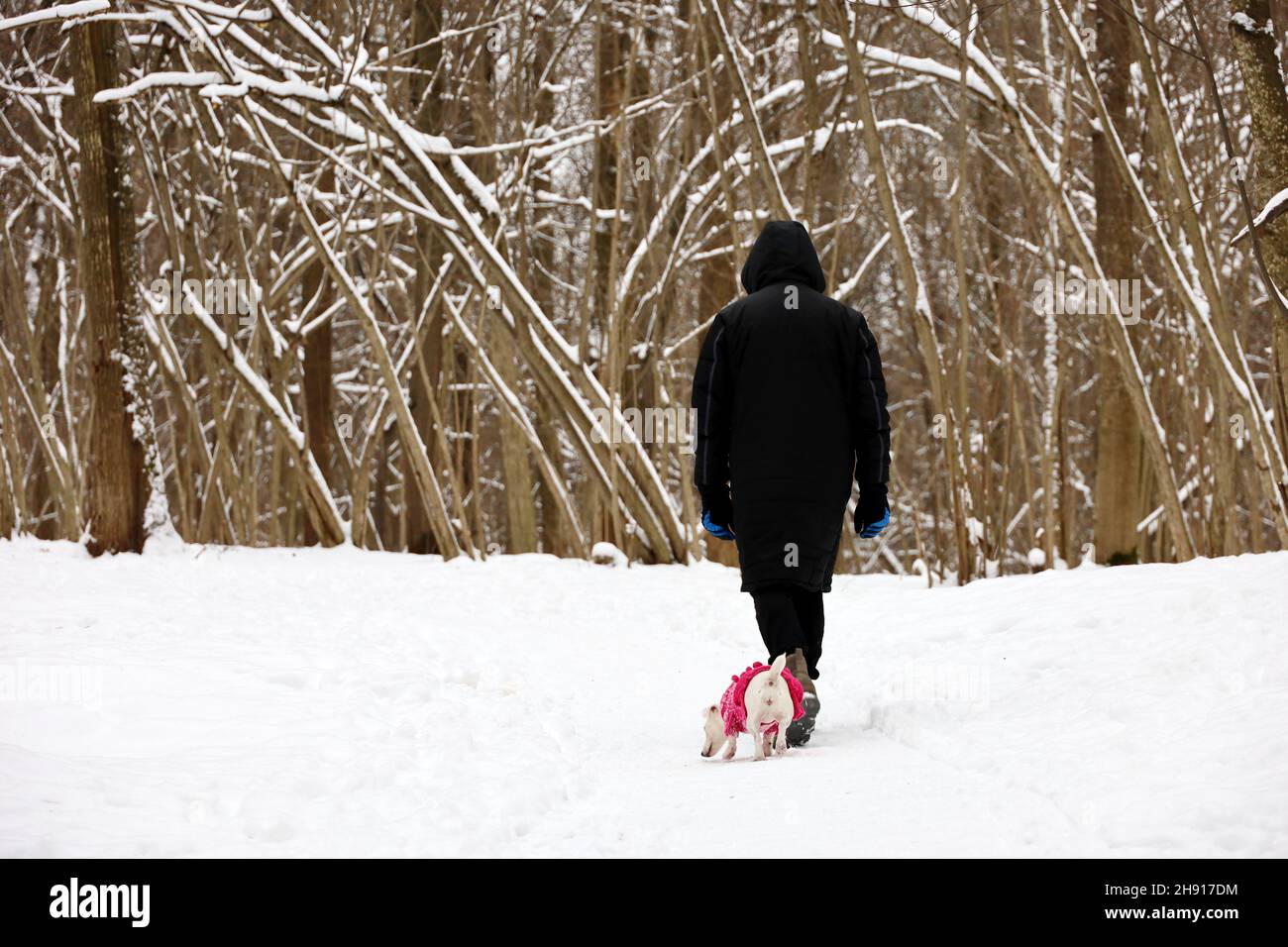 Man walking a dog hi-res stock photography and images - Alamy