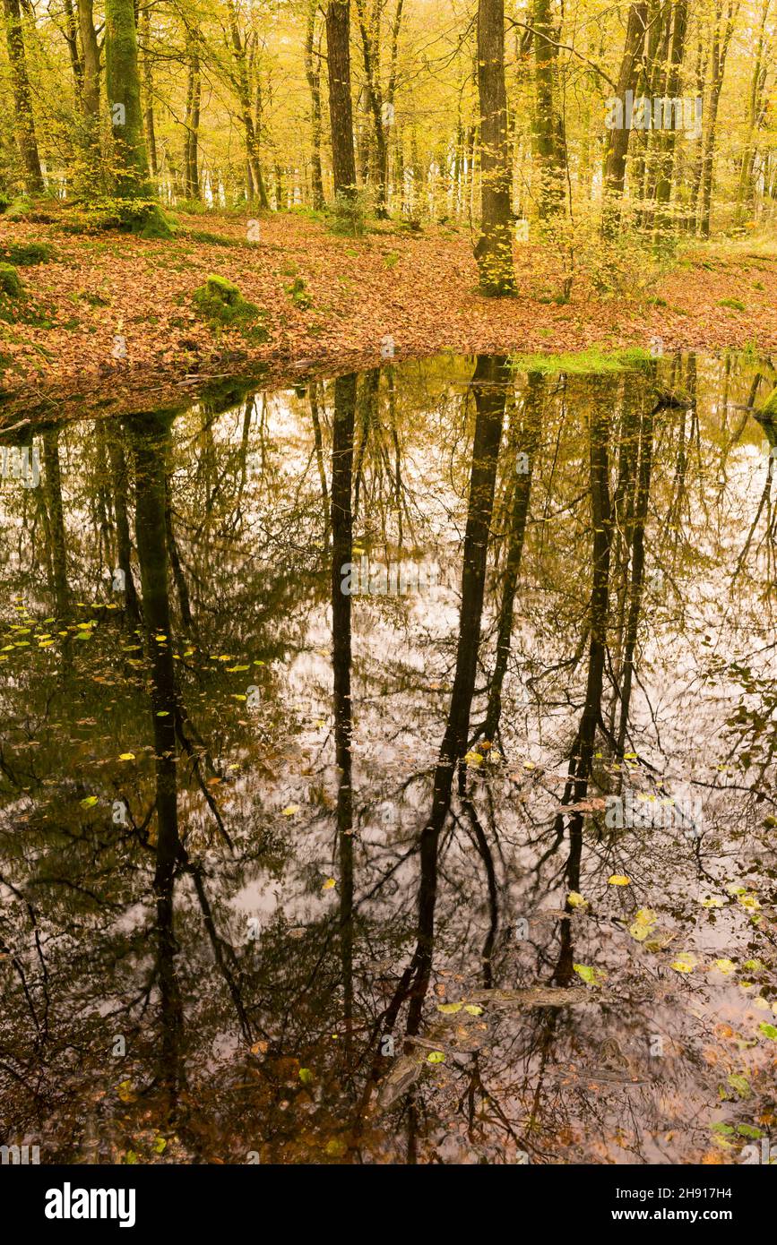 Common Beech (Fagus sylvatica) trees in autumn colour at Beacon Hill ...