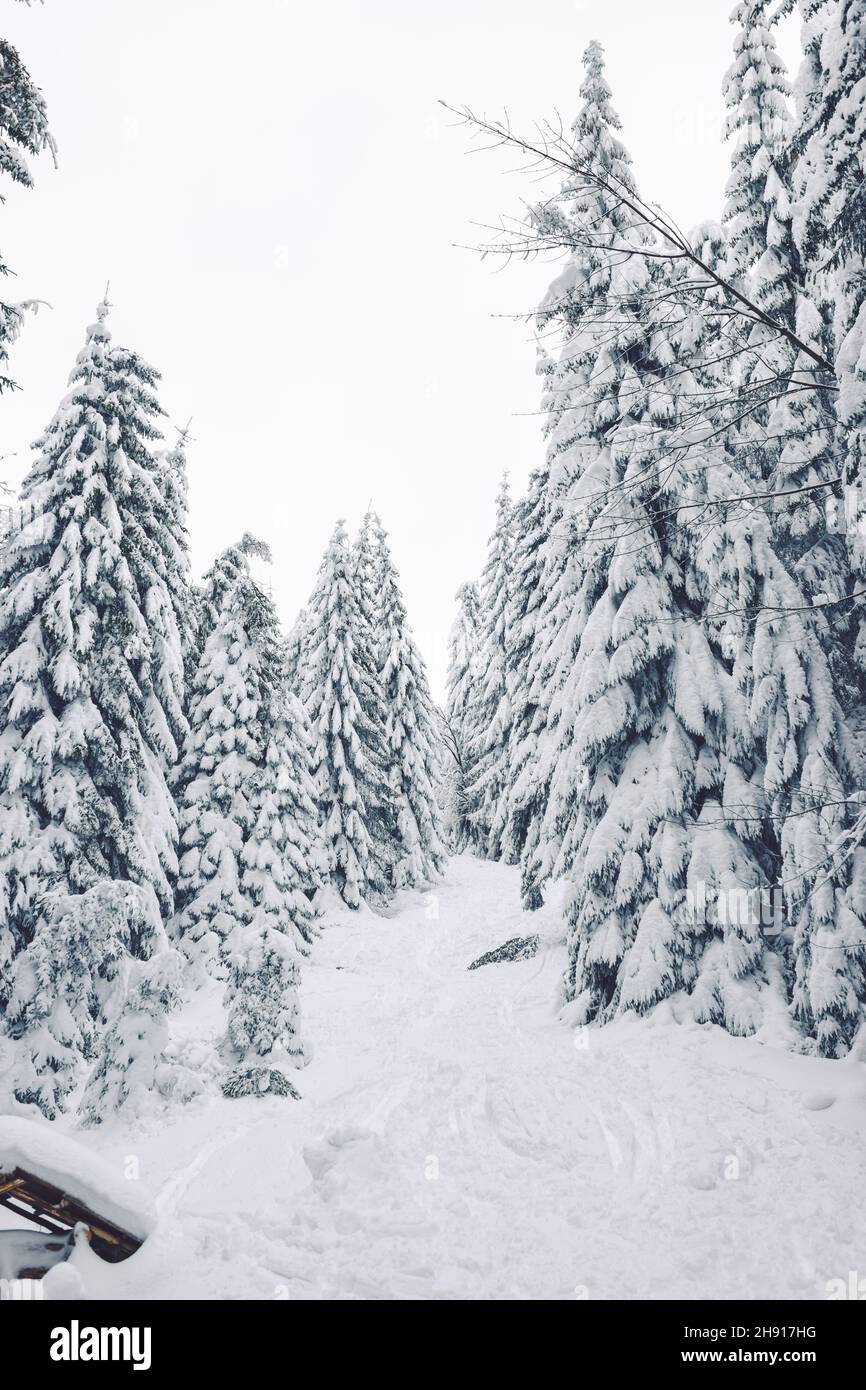 Beautiful view of a winter landscape with trees covered in snow ...