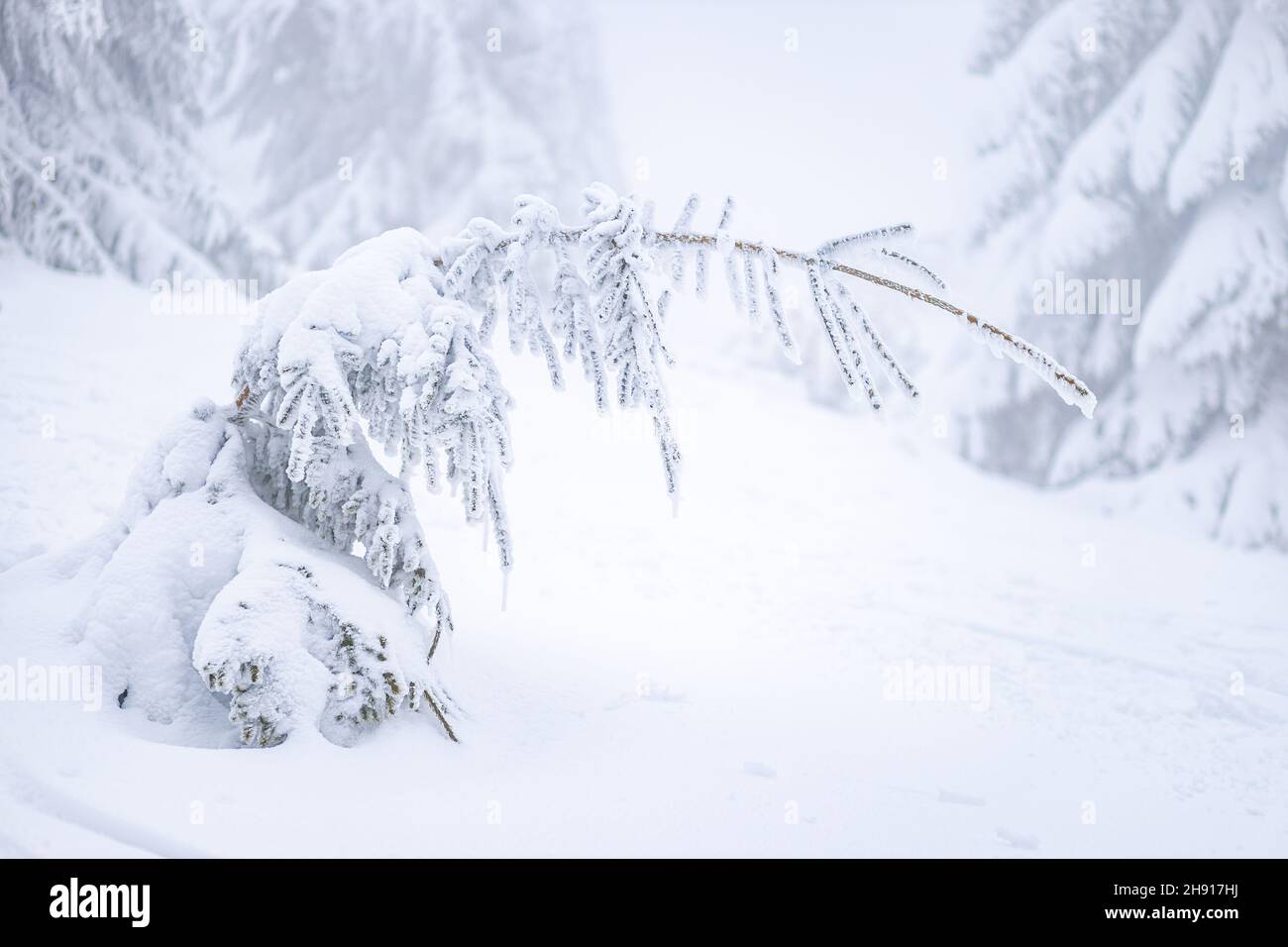 Beautiful view of a winter landscape with trees covered in snow ...