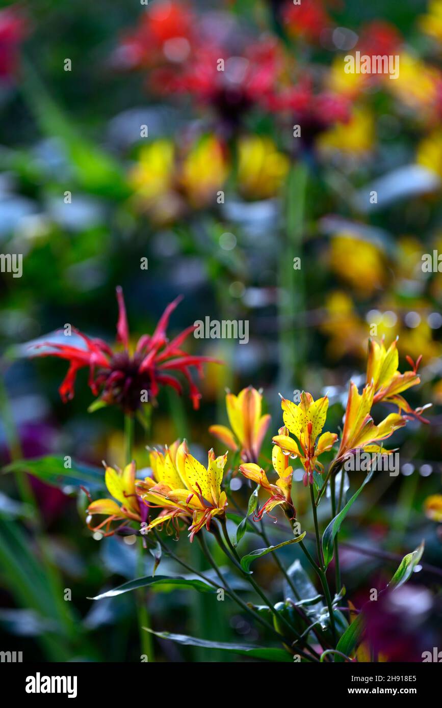 Alstroemeria sweet laura hi-res stock photography and images - Alamy