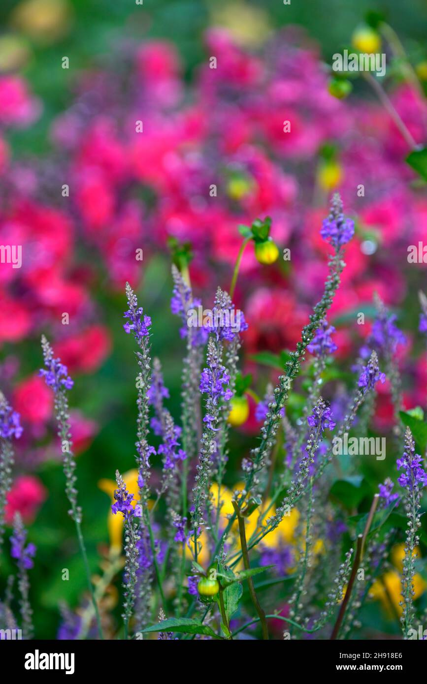 Linaria Purpurea,Toadflax,purple flowers,flowering stems,spires ...