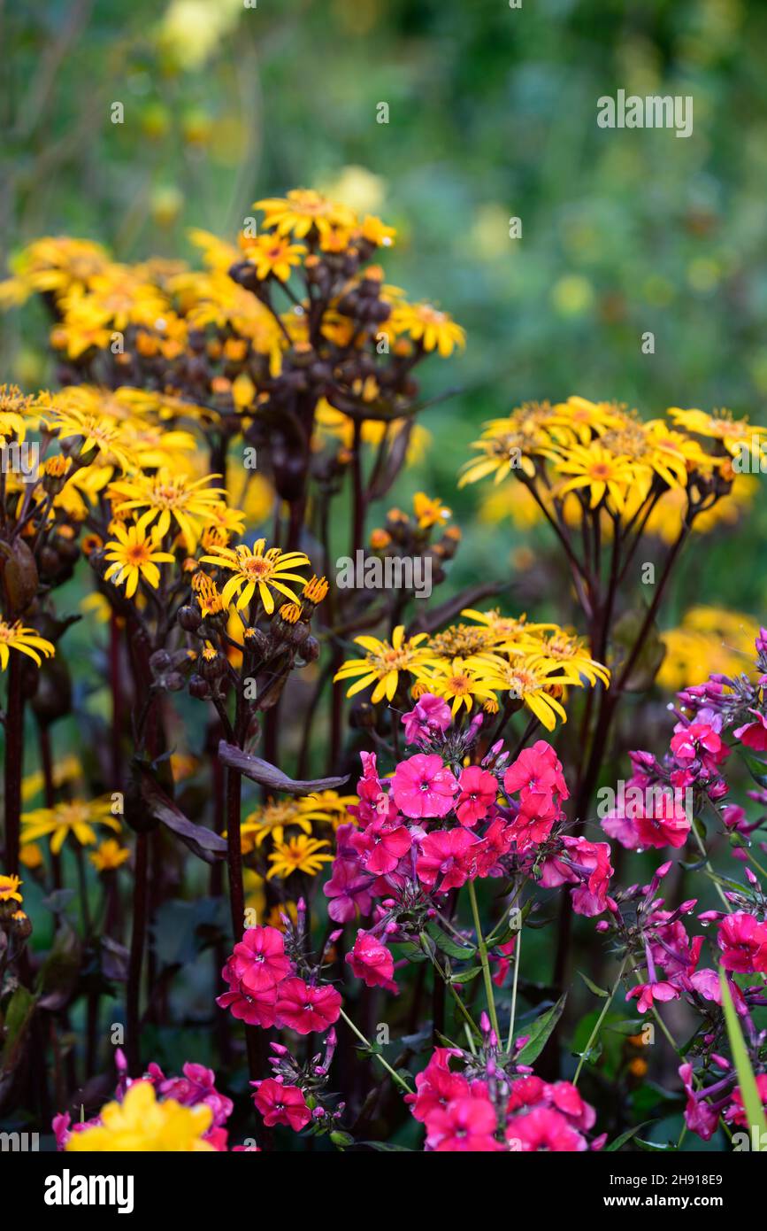 Phlox paniculata,ligularia,pink phlox,yellow ligularia,clashing colours ...