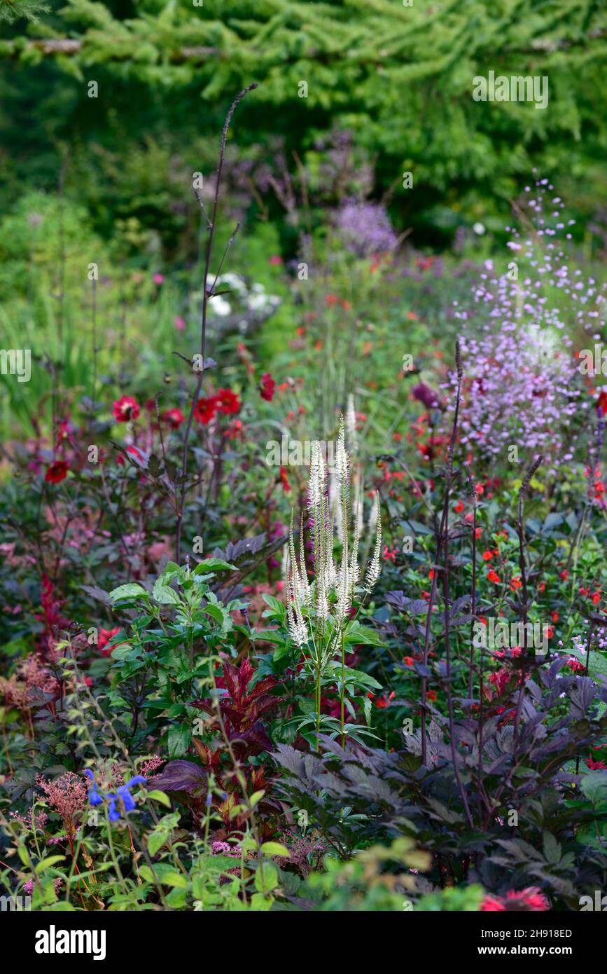Veronicastrum virginicum Diane,white flowers, flowers,flowering ...