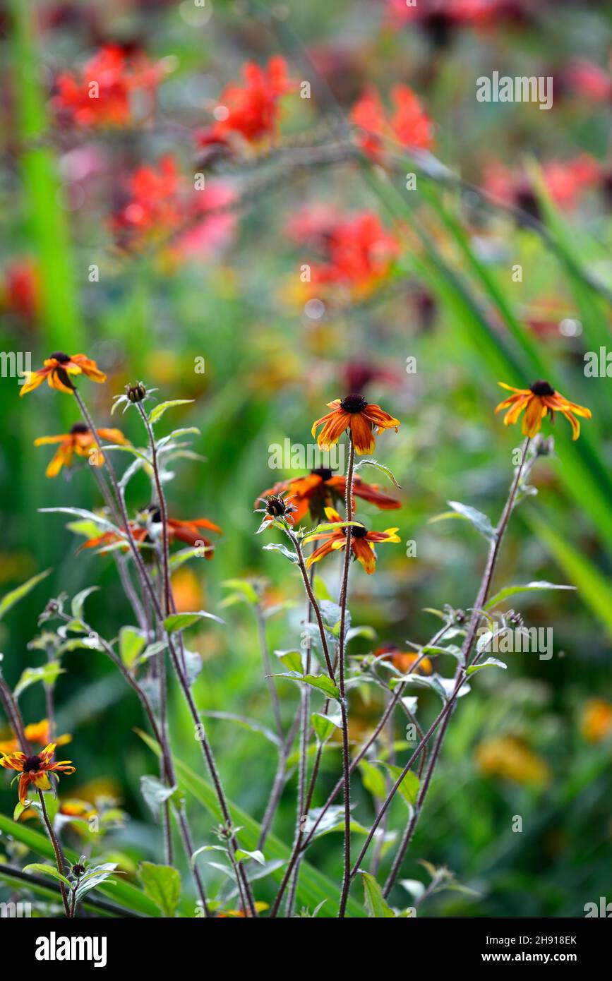 rudbeckia triloba prairie glow,burnt orange yellow flowers,red-yellow ...