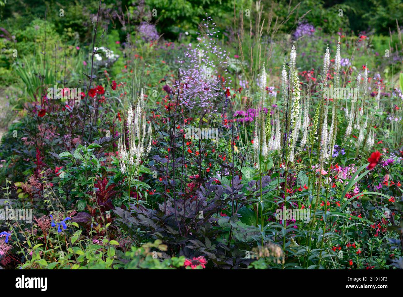 Veronicastrum virginicum Diane,white flowers, flowers,flowering ...