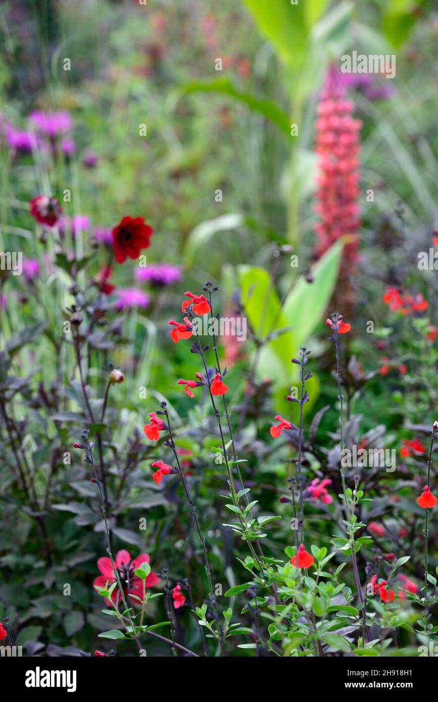 Salvia greggii Royal Bumble,salvias,sage,sages,scarlet,red,flower ...