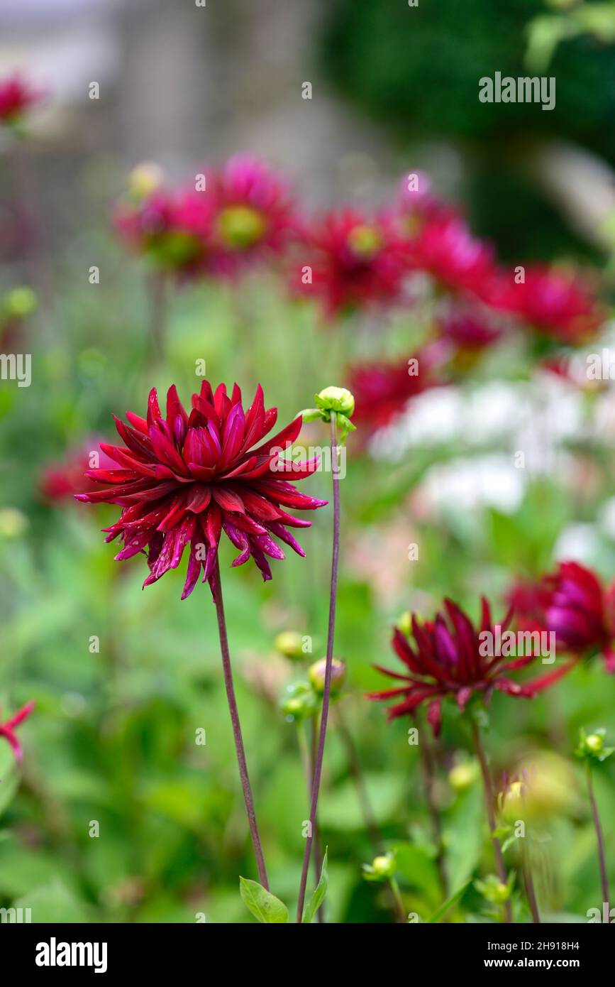 dahlia nuit d'ete,cactus,dark red,dahlias,flower,flowers,bloom,blossom ...