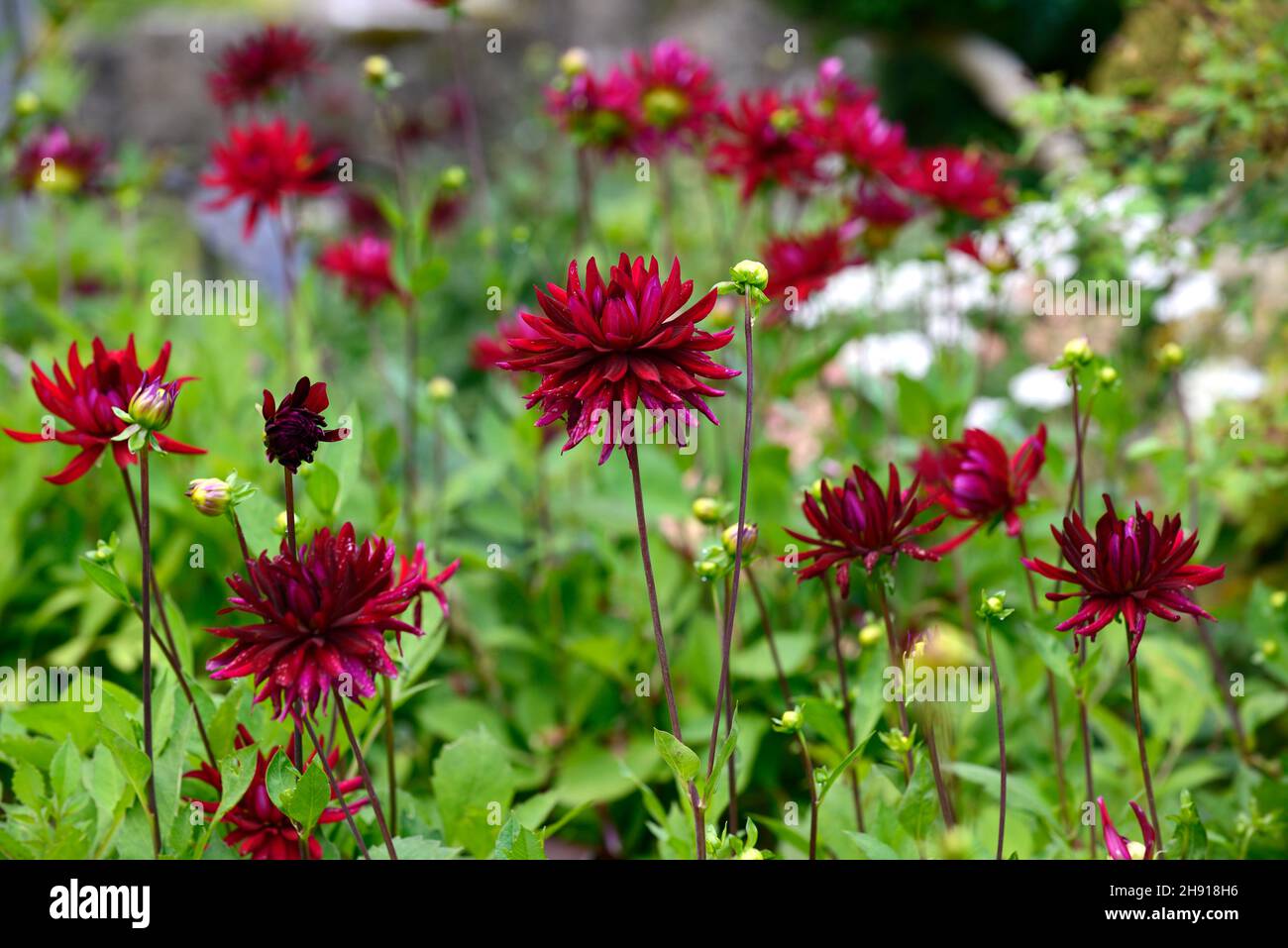 Dahlia nuit dete cactus dark hi-res stock photography and images - Alamy