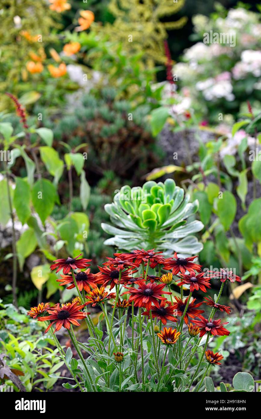 rudbeckia hirta,orange rust flower,flowers,flowering,mixed border ...