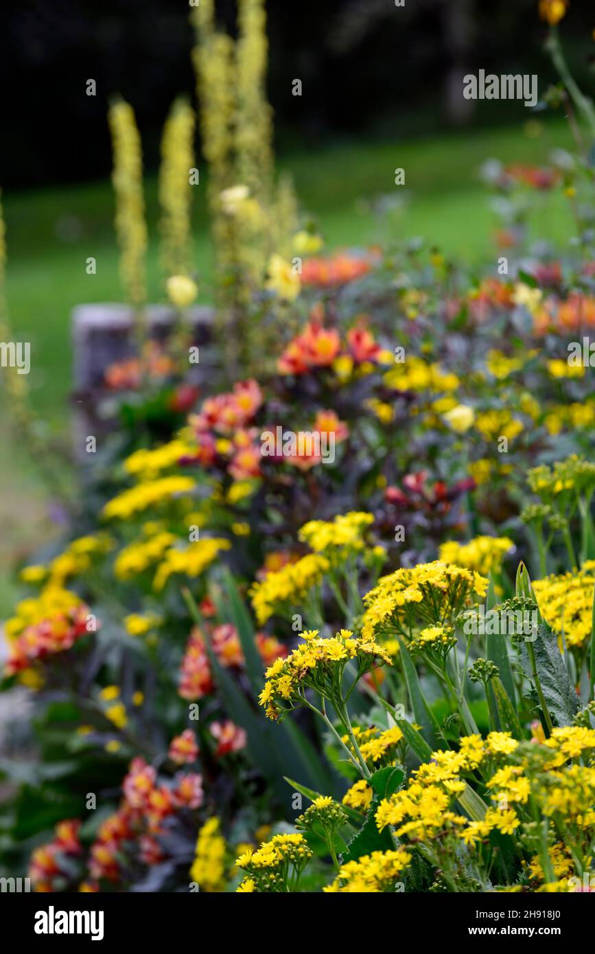 Microderis rigens hi-res stock photography and images - Alamy