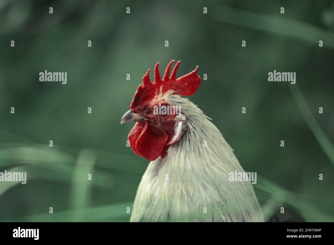 Hens head hi-res stock photography and images - Alamy