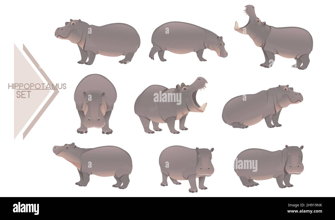 Collection of cute adult hippopotamus big mammal cartoon animal design ...