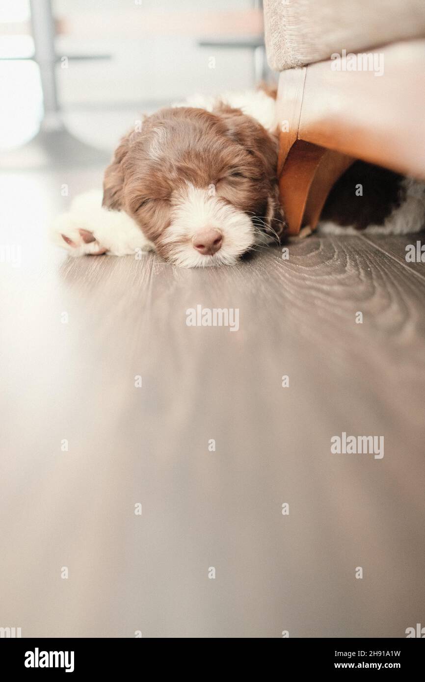 Sleeping labradoodle puppy on a wooden floor Stock Photo - Alamy
