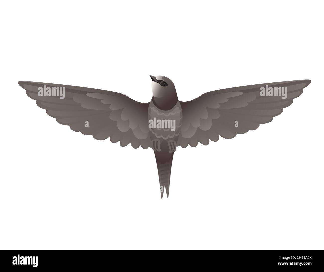 Cute black swift flying on white background cartoon bird animal design ...
