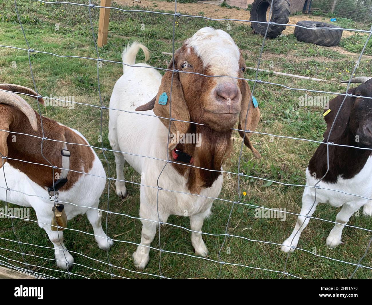 Brown and white goats animal animals in a field grass with metal wire ...