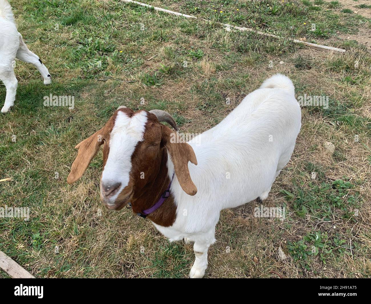 Smelly goats hi-res stock photography and images - Alamy
