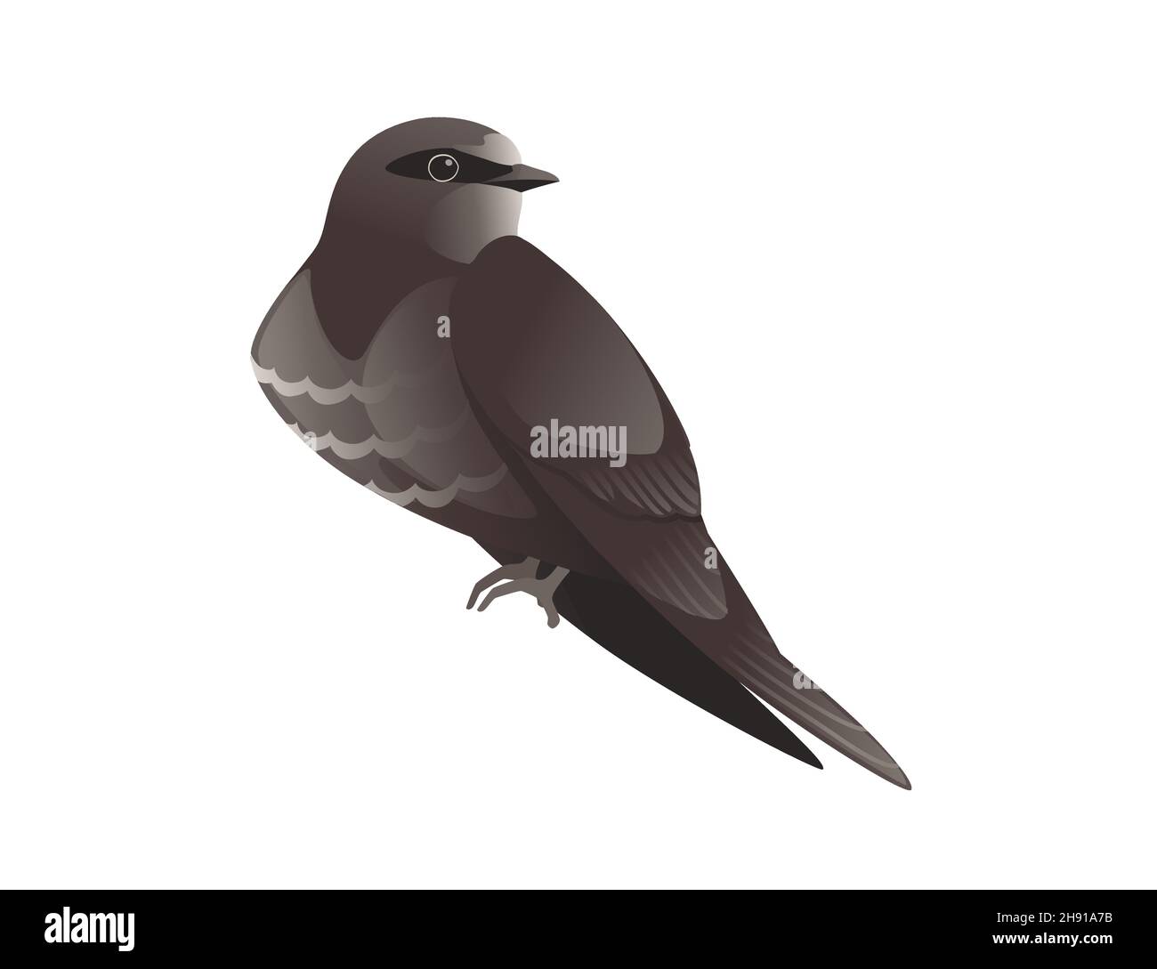 Cute black swift sitting on white background cartoon bird animal design ...