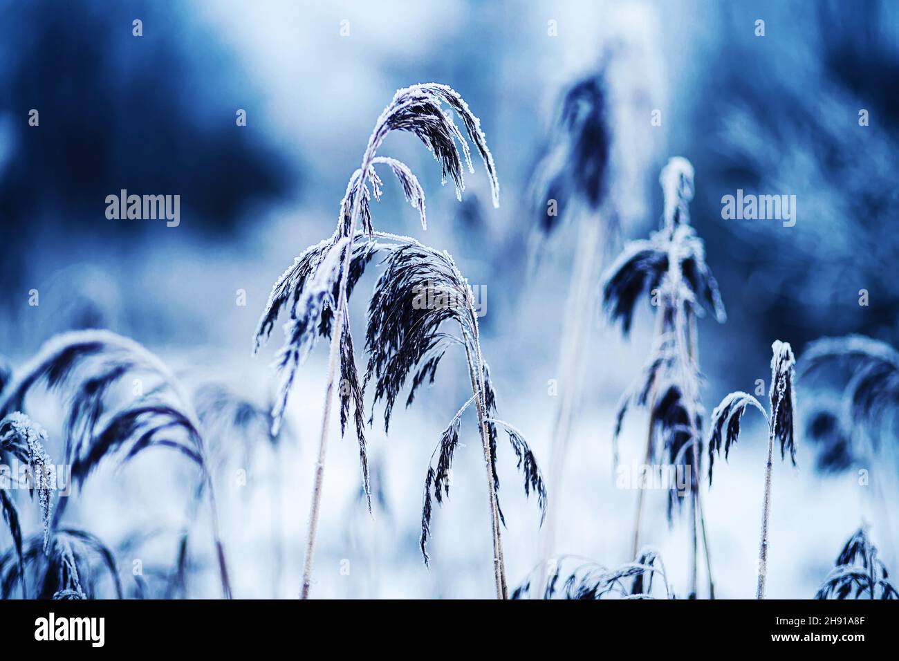 Frost spikes hi-res stock photography and images - Alamy