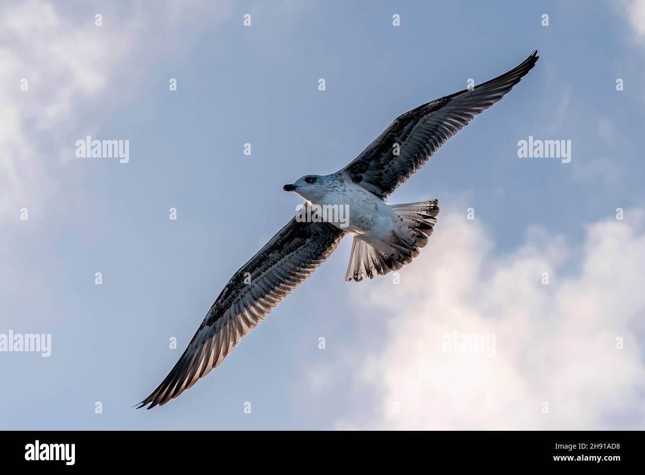 A seagull in flight with wings outstretched against the sunset sky ...