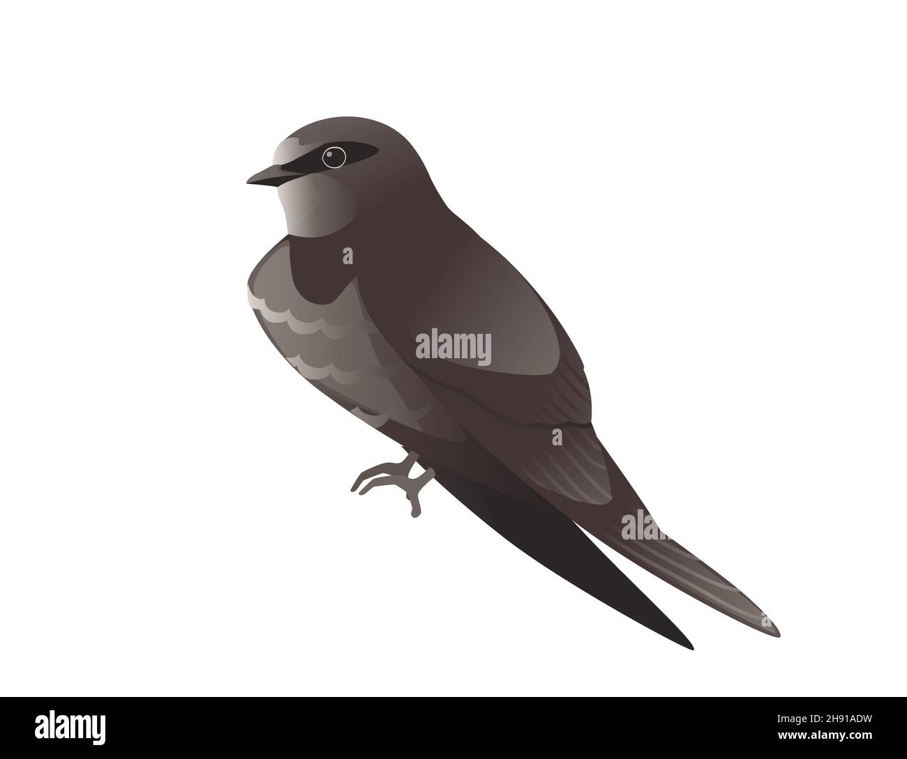 Common swift flying Stock Vector Images - Alamy