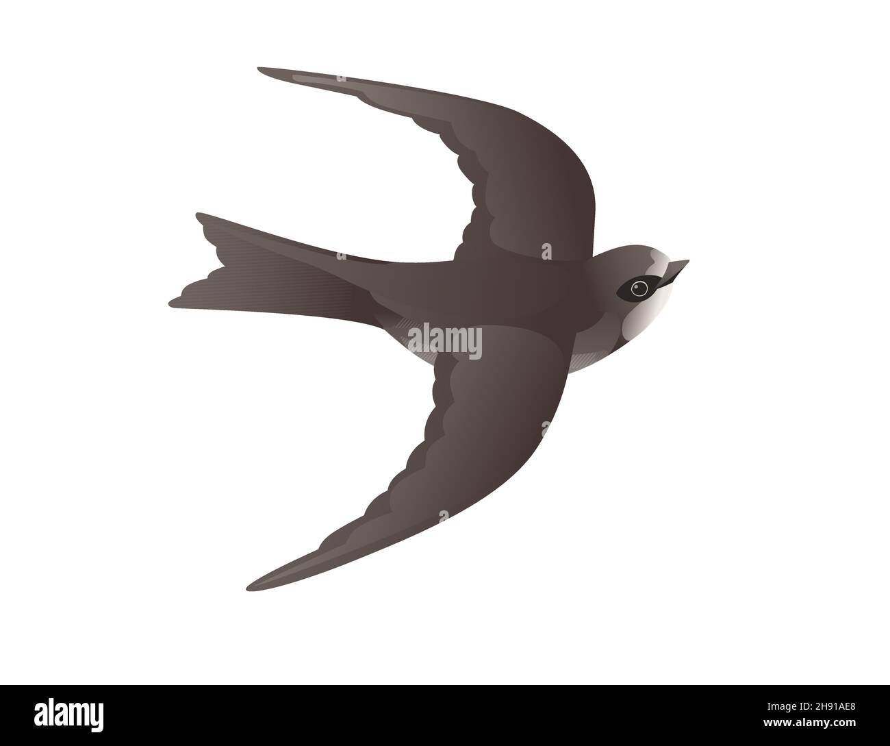 Cute black swift flying on white background cartoon bird animal design ...