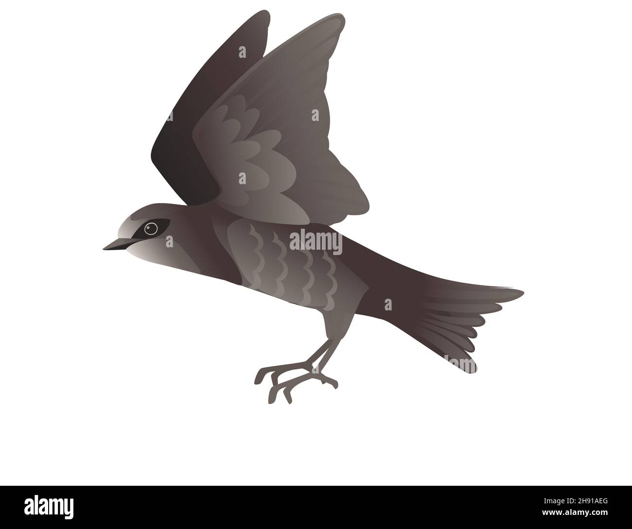 Cute black swift flying on white background cartoon bird animal design ...