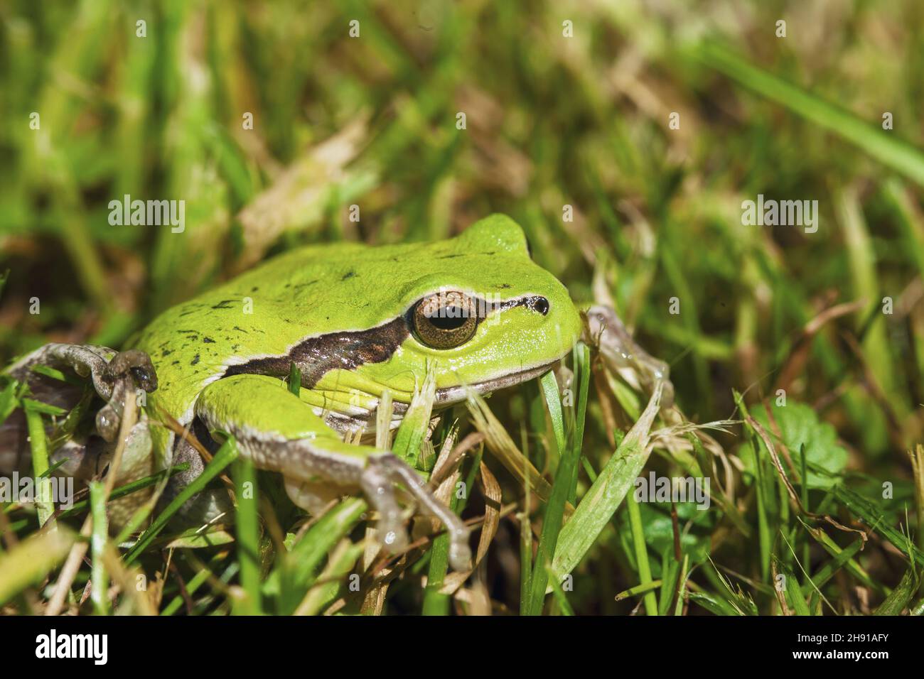 European green tree frog in the grassy ground Stock Photo - Alamy
