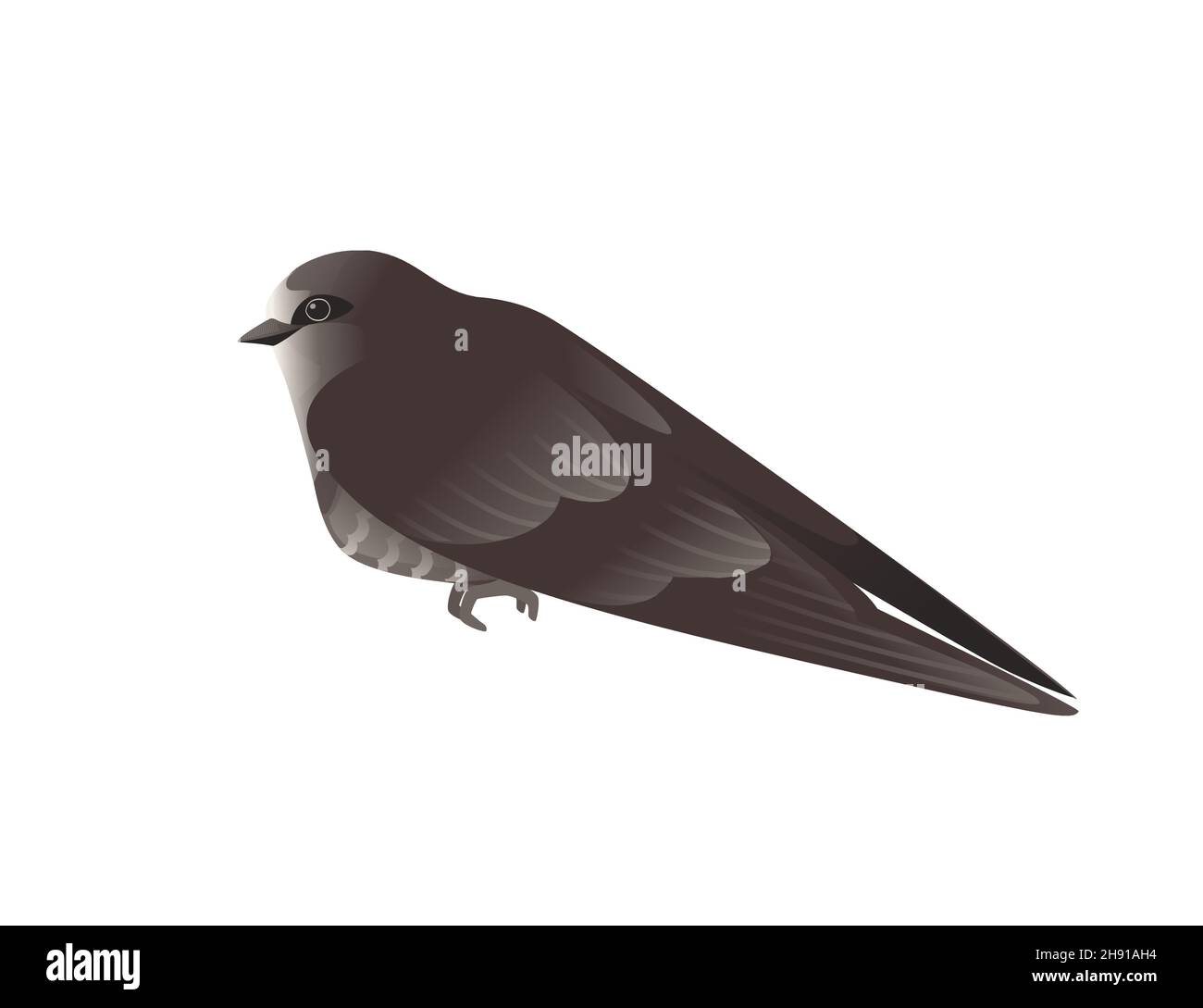 Cute black swift sitting on white background cartoon bird animal design ...