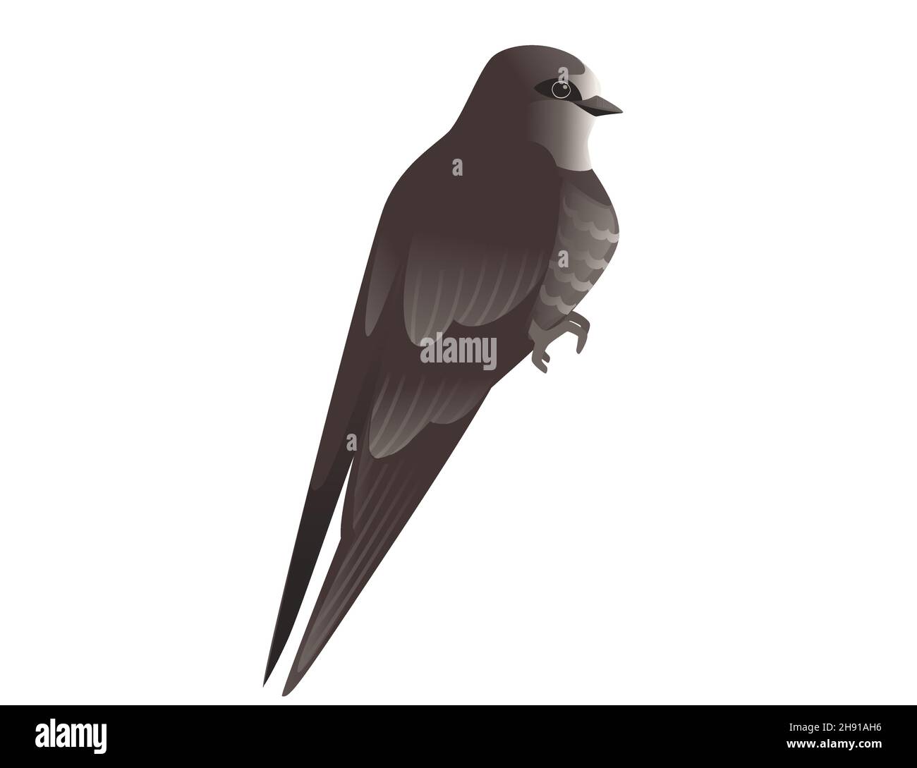 Cute black swift sitting on white background cartoon bird animal design ...