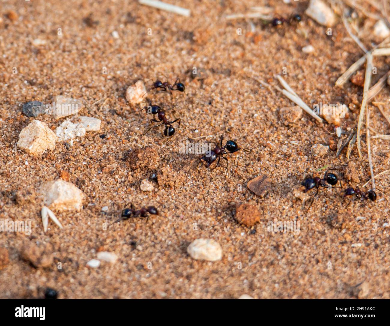 Closeup shot of big ants Stock Photo - Alamy