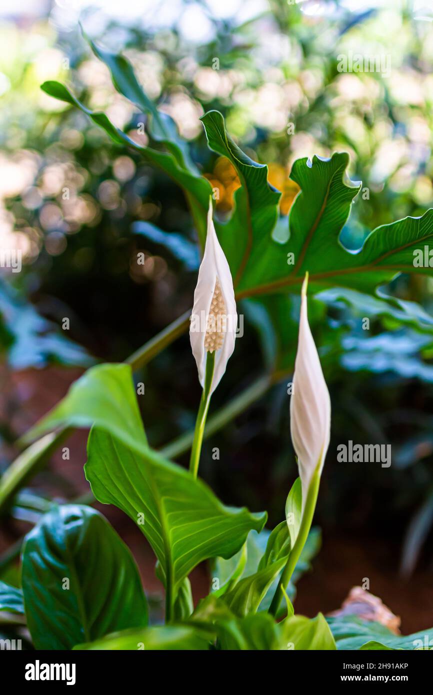 Laceleaf hi-res stock photography and images - Alamy