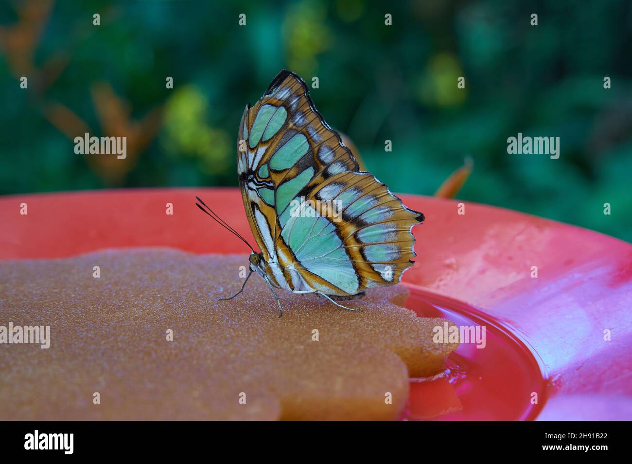 Blue color monarch butterfly on a red plate Stock Photo - Alamy