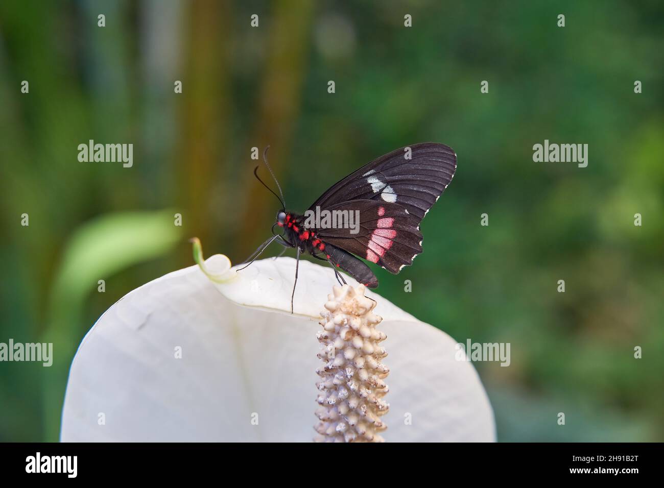 Beautiful Pink Cattleheart butterfly (Parides Euripides) on white ...
