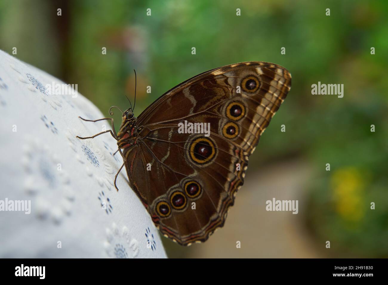 Peleides brown morpho butterfly in the garden Stock Photo - Alamy