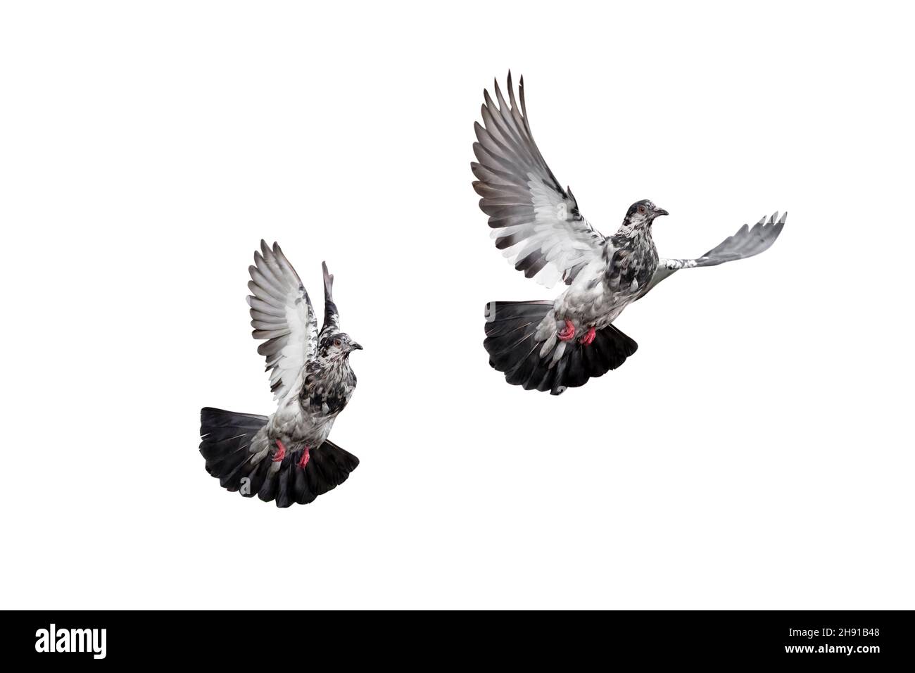 Movement Scene of Two Rock Pigeons Flying in The Air Isolated on White ...