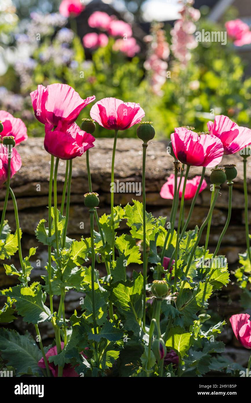 Poppies tetbury hi-res stock photography and images - Alamy