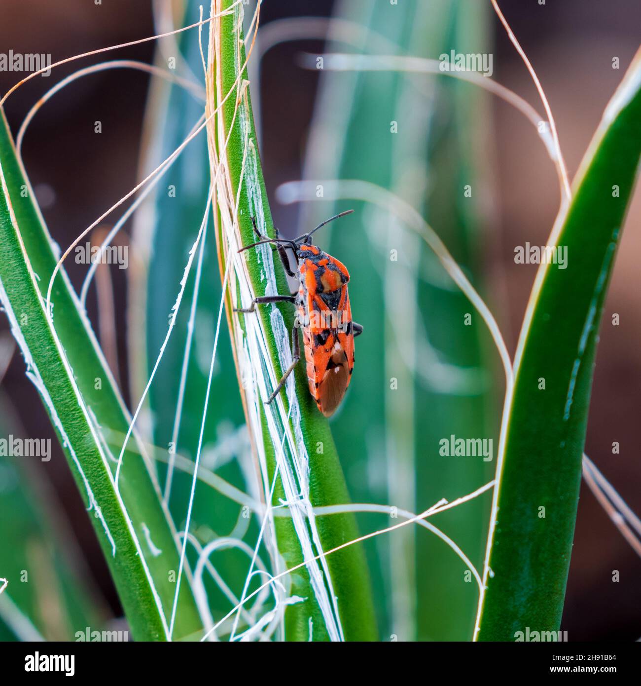 An example of bed bug (Spilostethus Pandurus) sitting on a american ...