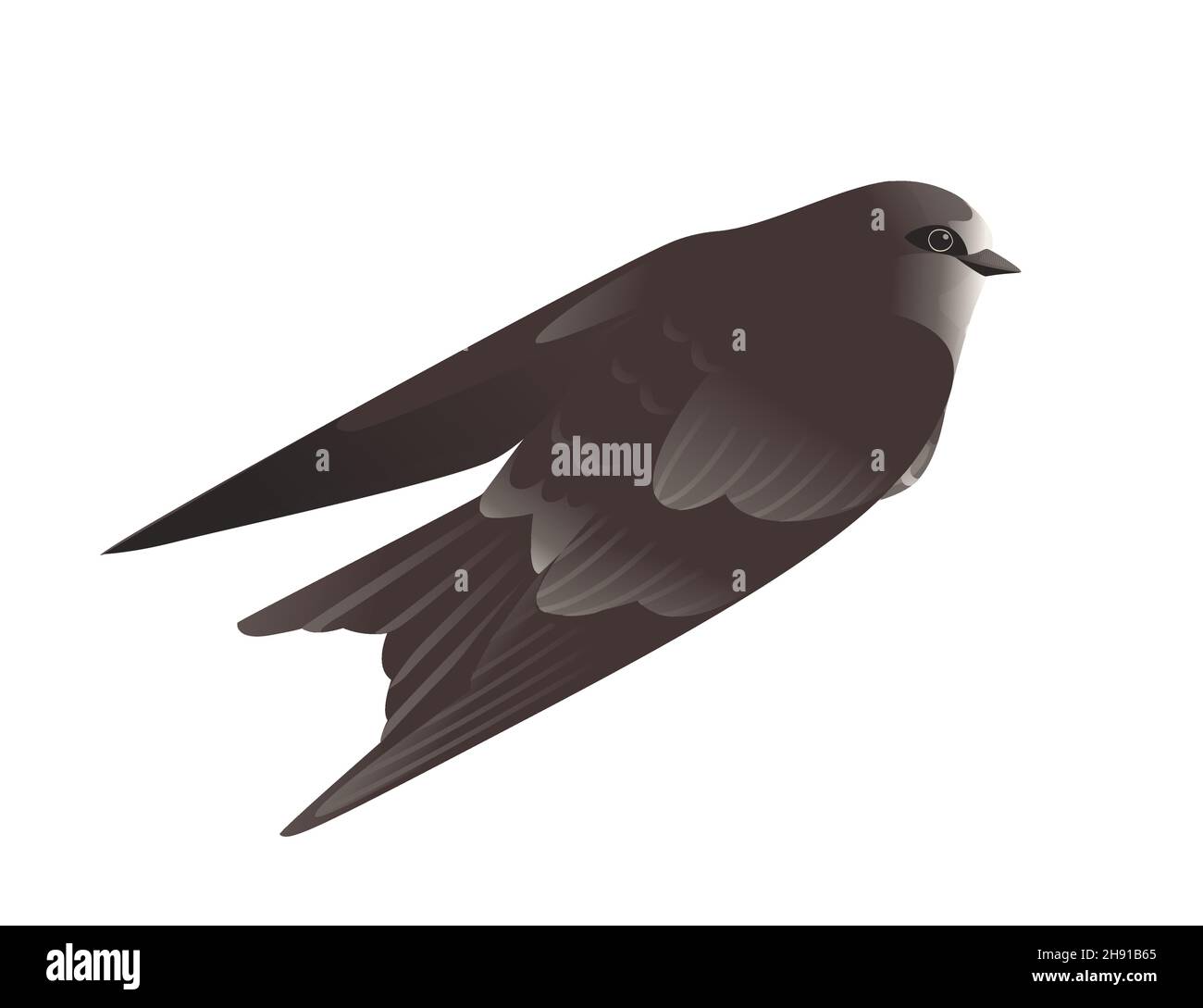 Cute black swift flying on white background cartoon bird animal design ...