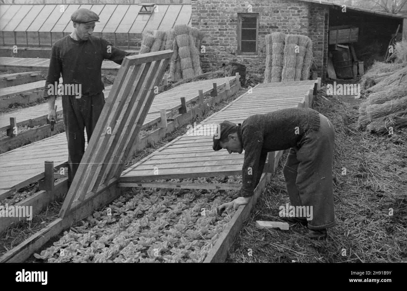 Uprawa roslin hi-res stock photography and images - Alamy