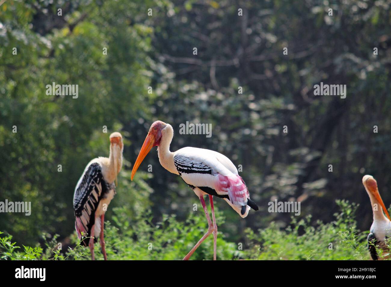The storks are silent Stock Photo - Alamy