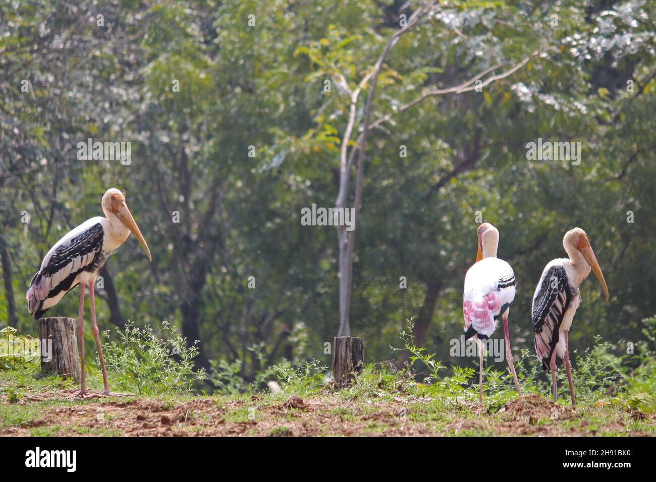 Storks tulip meets her family hi-res stock photography and images - Alamy
