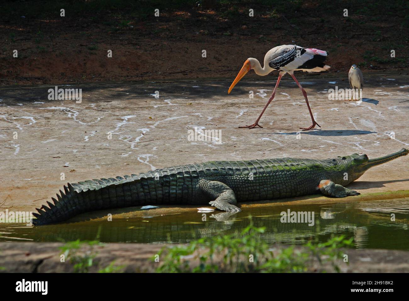 A small native crocodile Stock Photo - Alamy