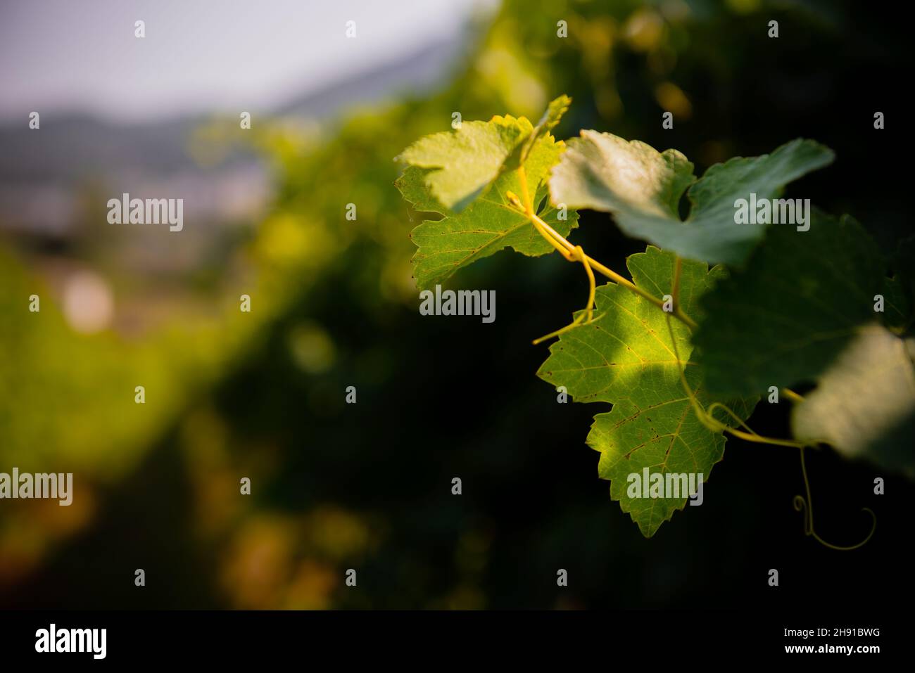 Summer season, vine leaves in the vineyard and sun rays Stock Photo - Alamy