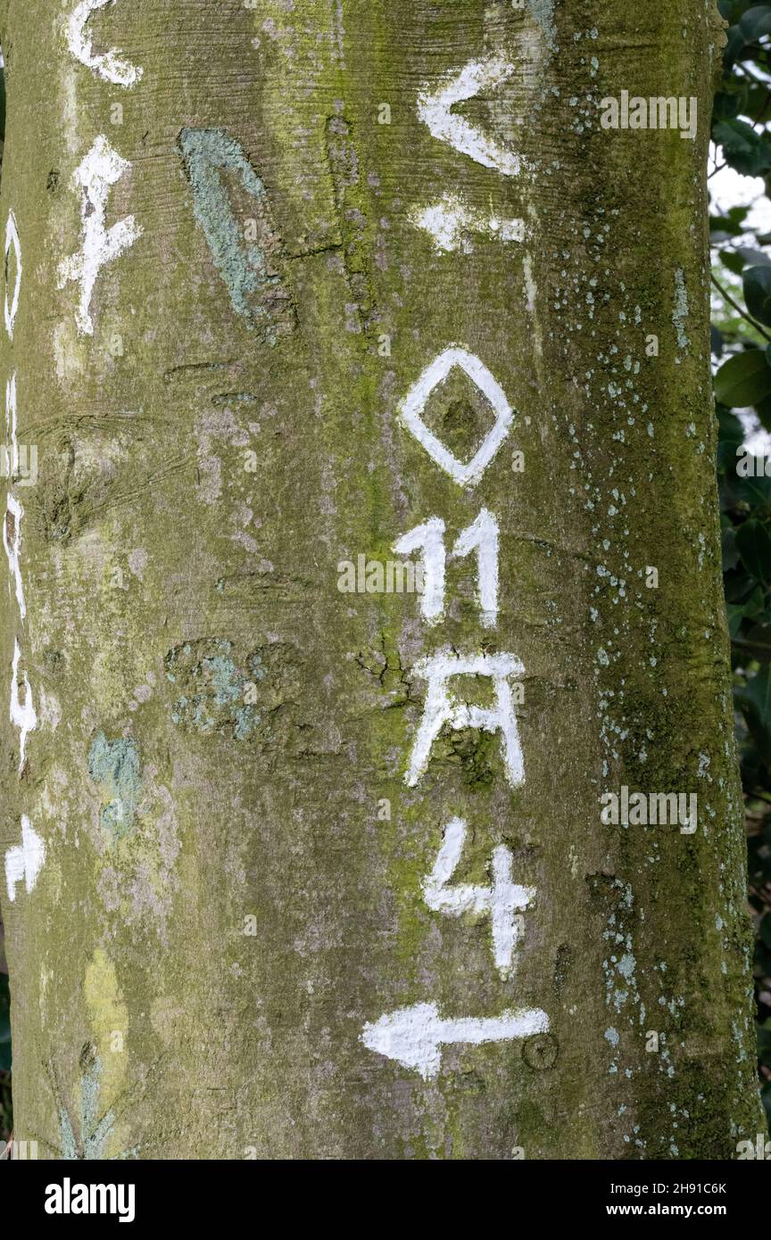 Tree with different signs for hiking trails Stock Photo - Alamy