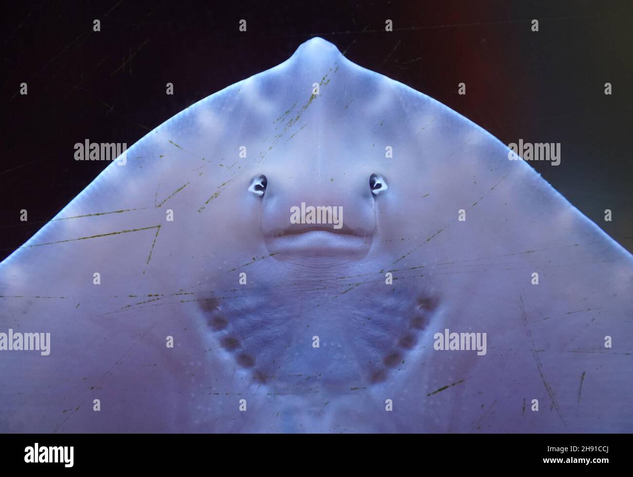 03 December 2021, Schleswig-Holstein, Tönning: A young thornback ray ...