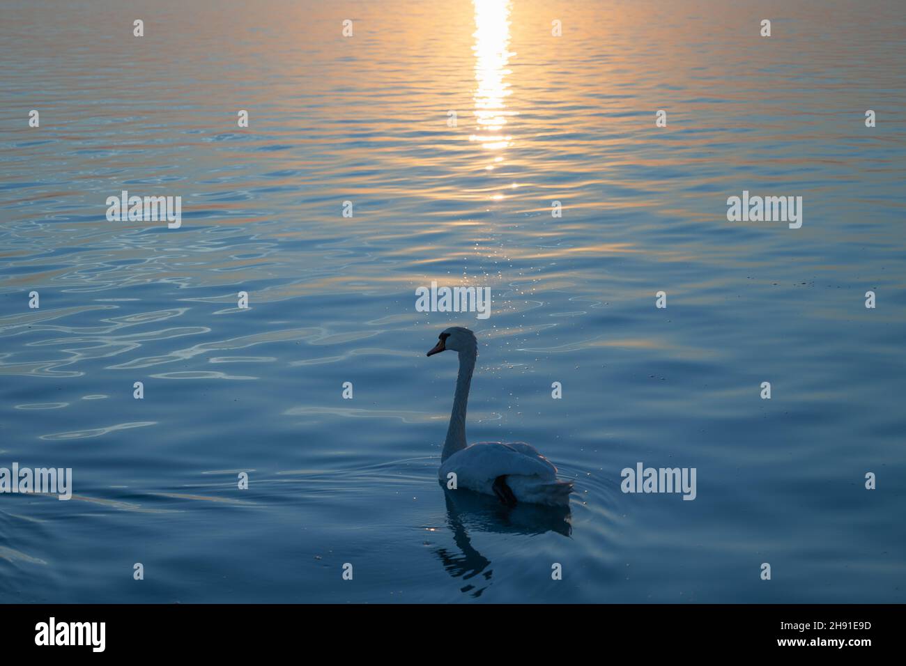 Swan lake balaton sunset hi-res stock photography and images - Alamy