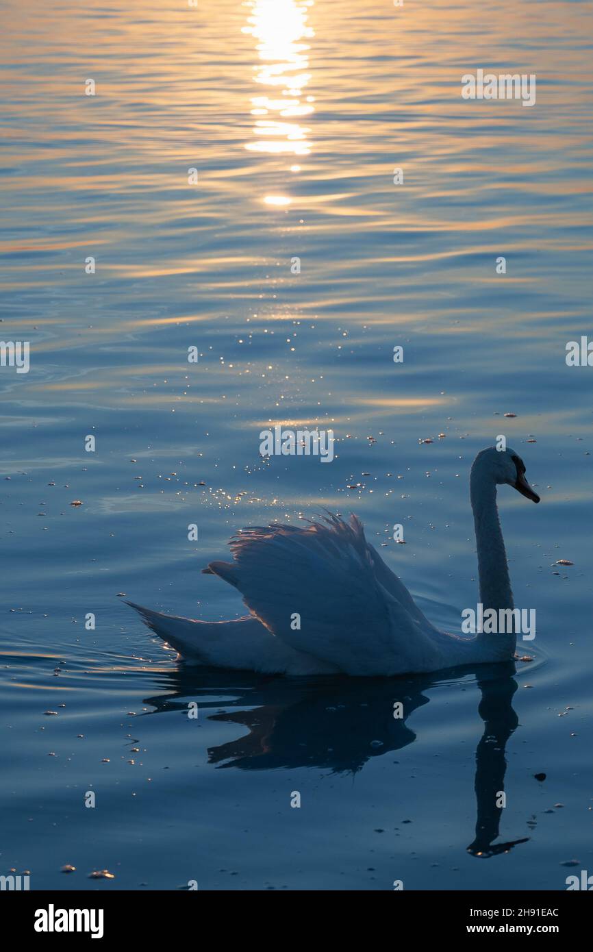 Animal perfection hi-res stock photography and images - Alamy