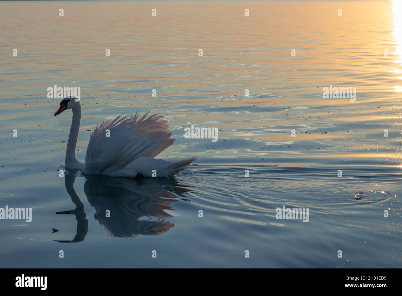 Crystal Swan High Resolution Stock Photography and Images - Alamy