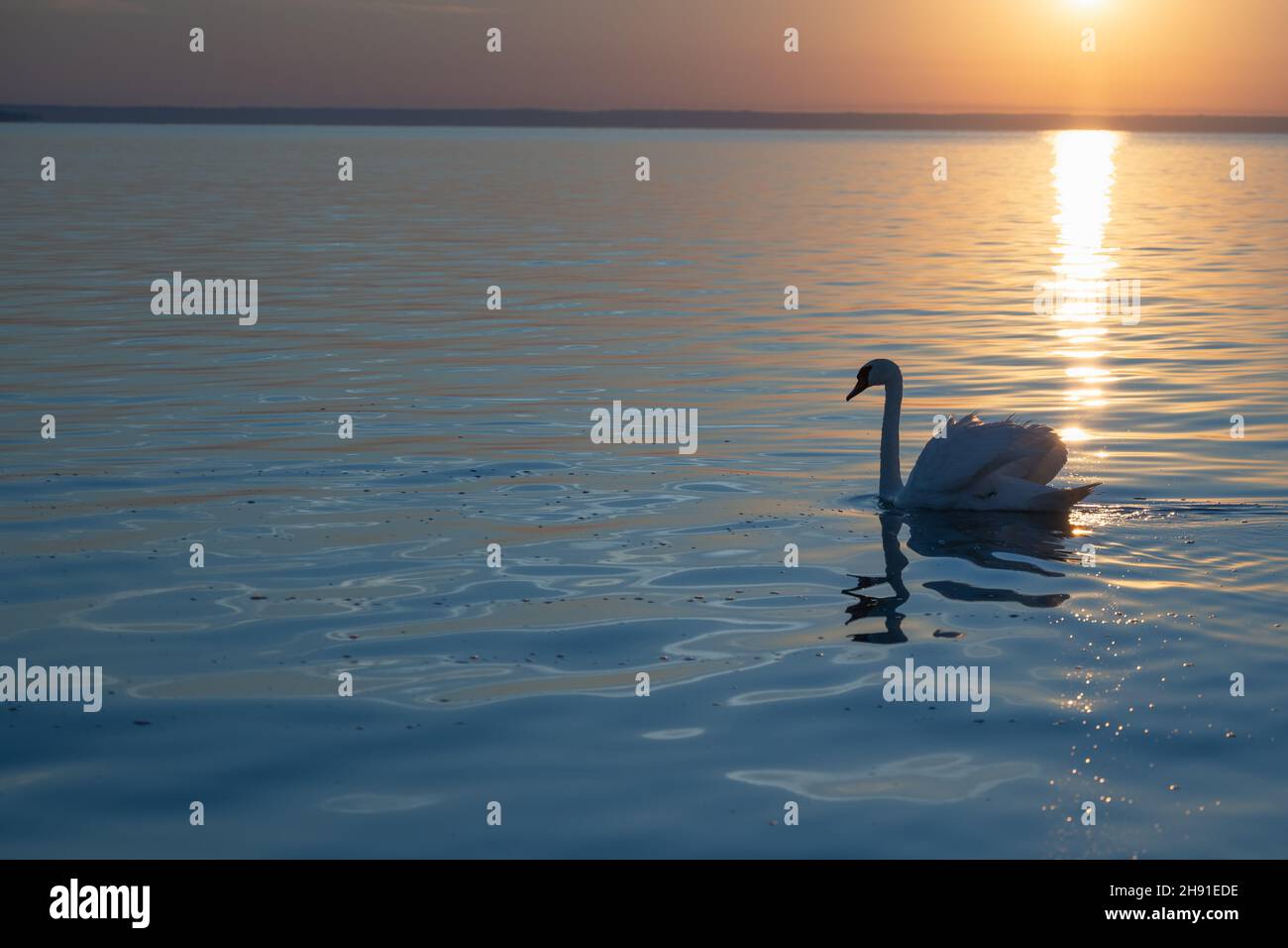 Crystal Swan High Resolution Stock Photography and Images - Alamy
